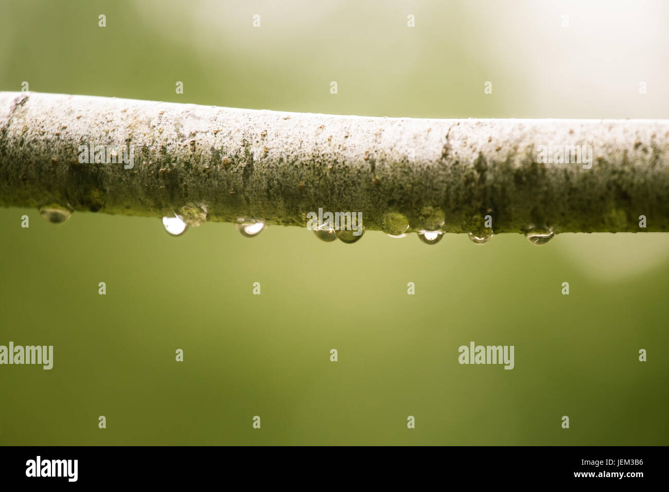 A beautiful, tranquil rain drops on a branch of an alder tree in a ...