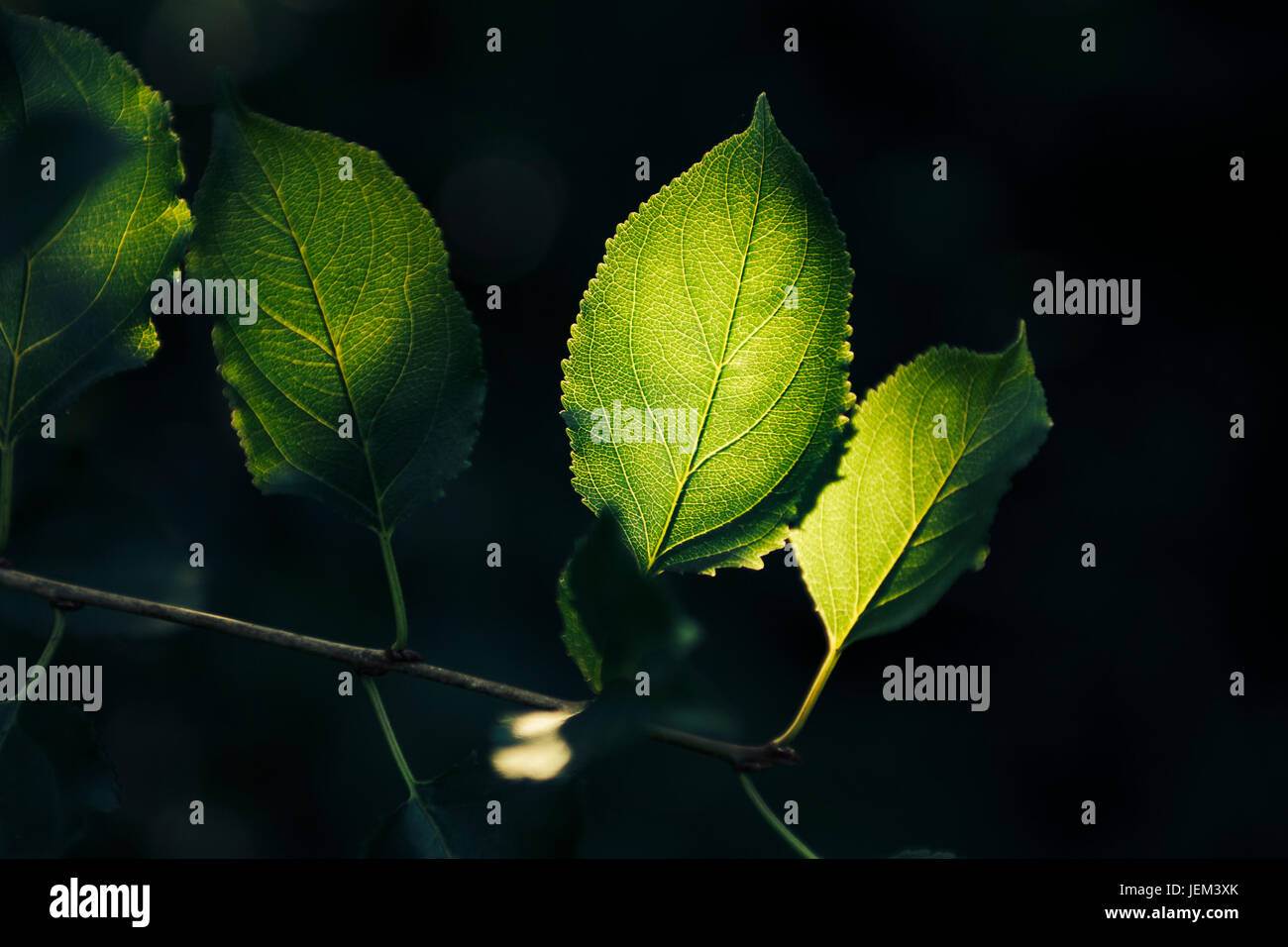 Green spring leaves Stock Photo - Alamy