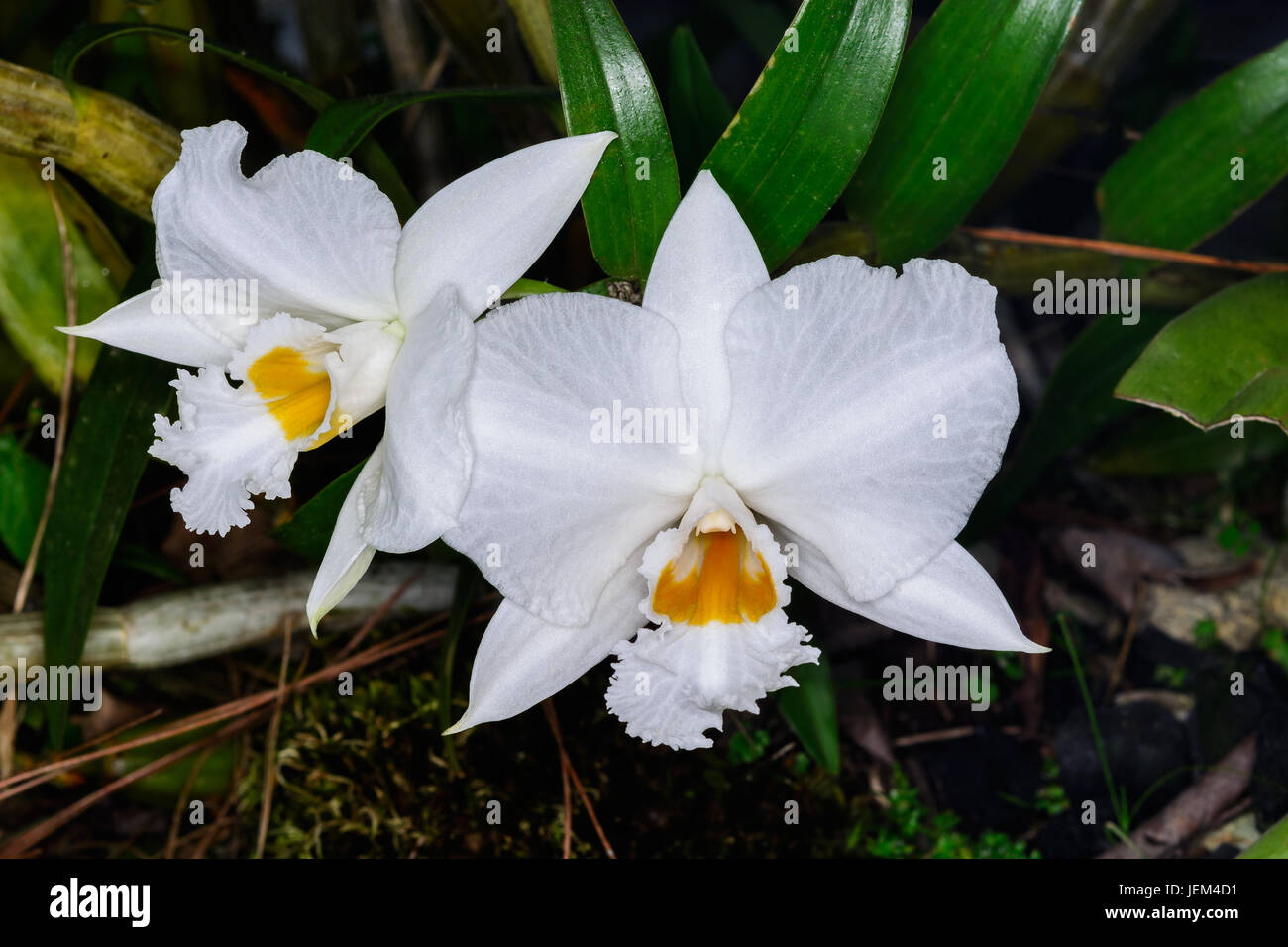 Dendrobium infundibulum Lindl in the natural habitat at Inthanon ...