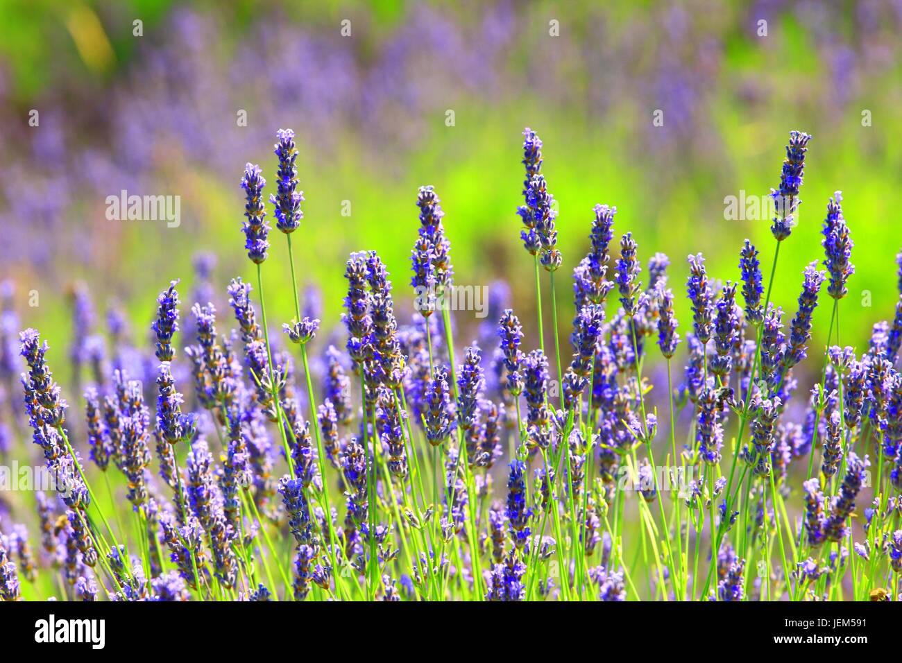 Abstract shapes lavender hi-res stock photography and images - Alamy