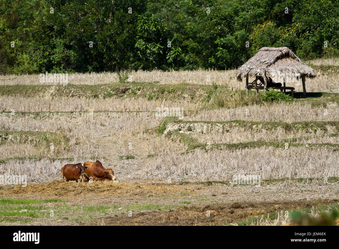 Namdinh, Vietnam Cows in field Stock Photo - Alamy