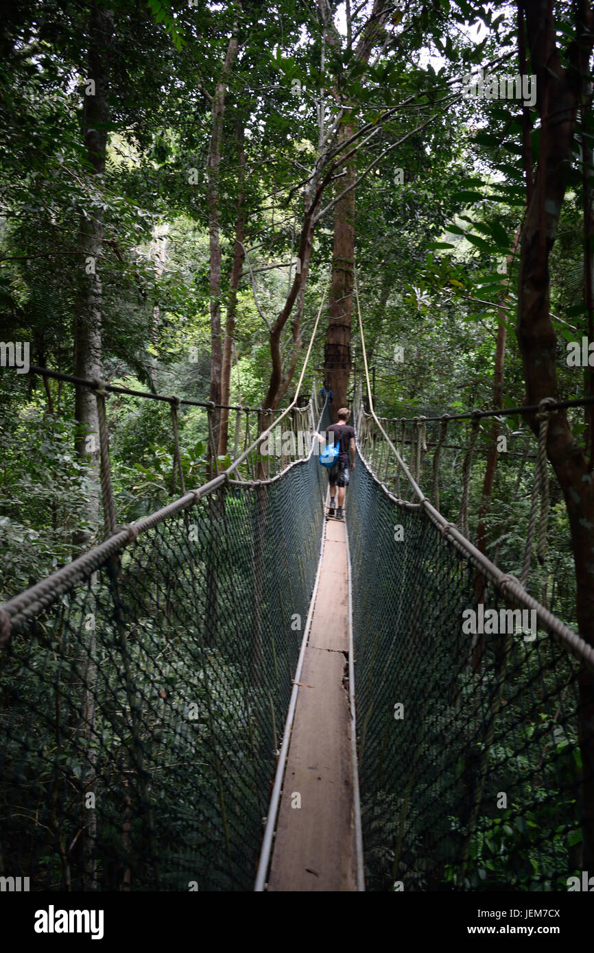Rainforest background hi-res stock photography and images - Alamy
