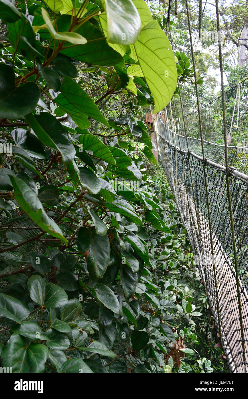 Hiking taman negara national park hi-res stock photography and images ...