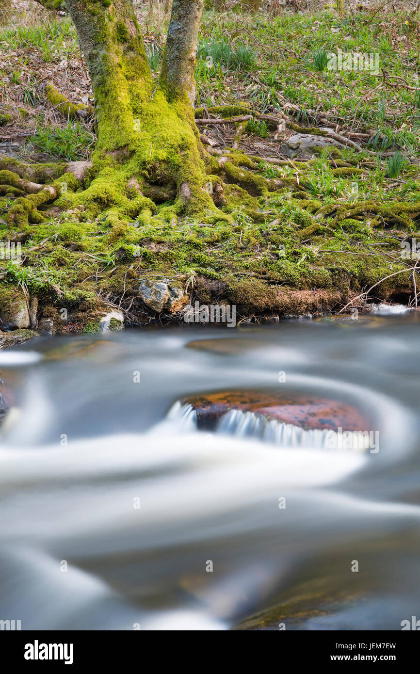 Vertical long exposure shot of the Rur in the Eifel forest near ...
