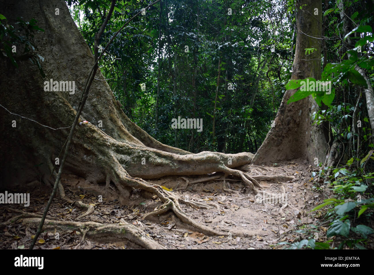 Rainforest background hi-res stock photography and images - Alamy