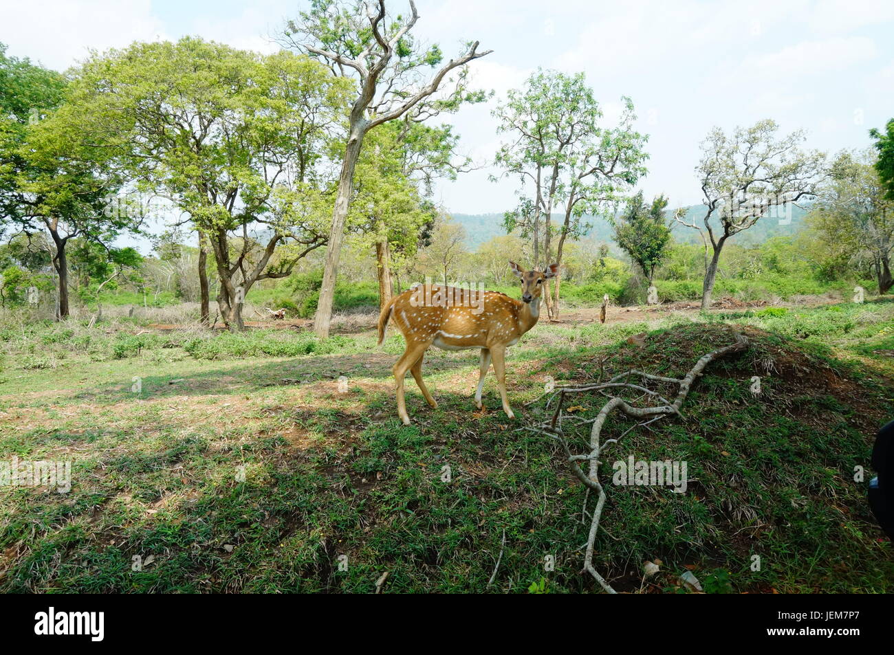 Zoo animals road hi-res stock photography and images - Alamy