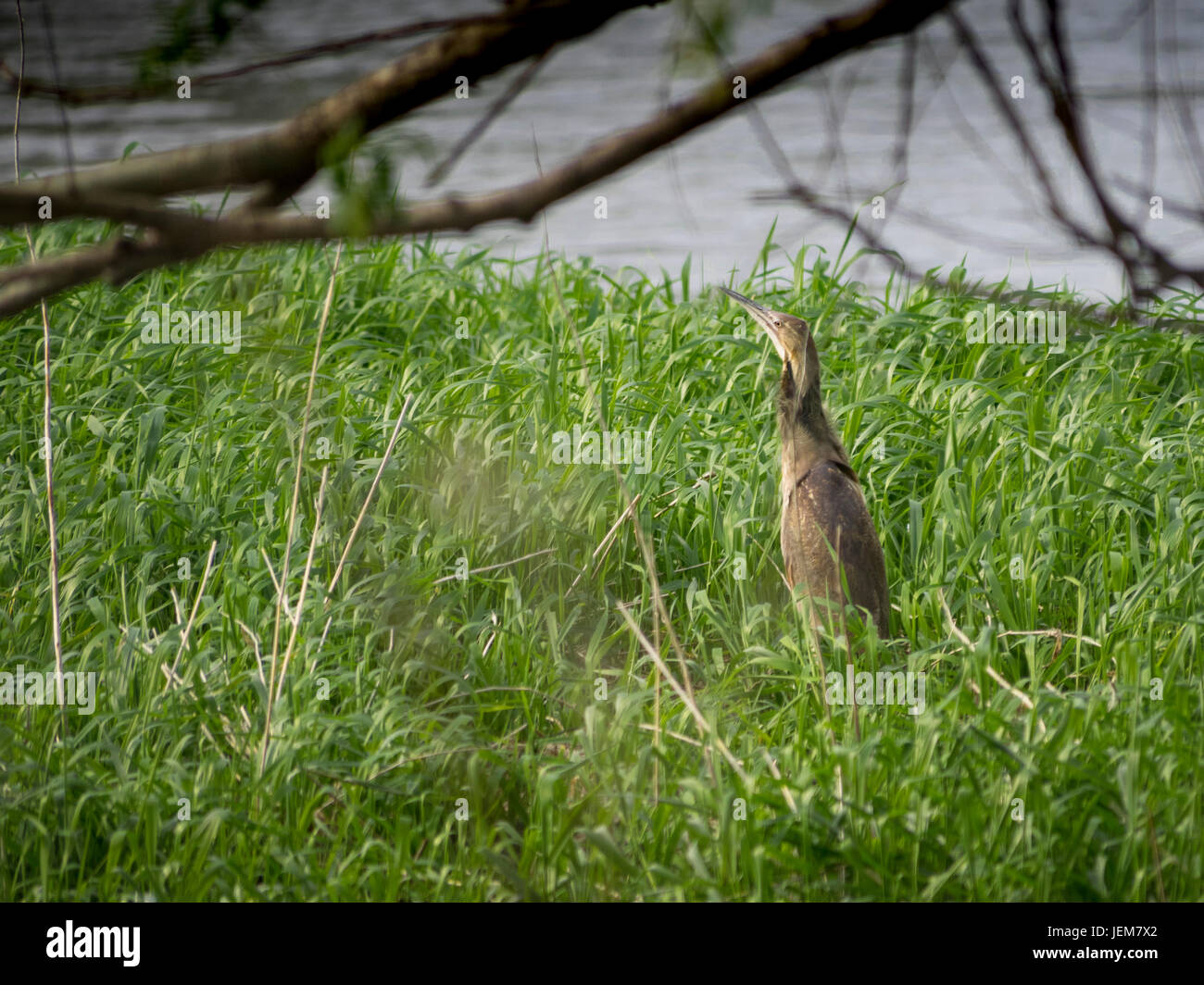 American bittern adult hi-res stock photography and images - Alamy