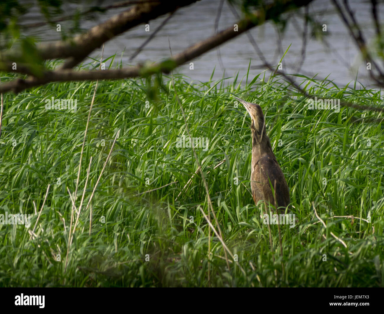 American bittern adult hi-res stock photography and images - Alamy
