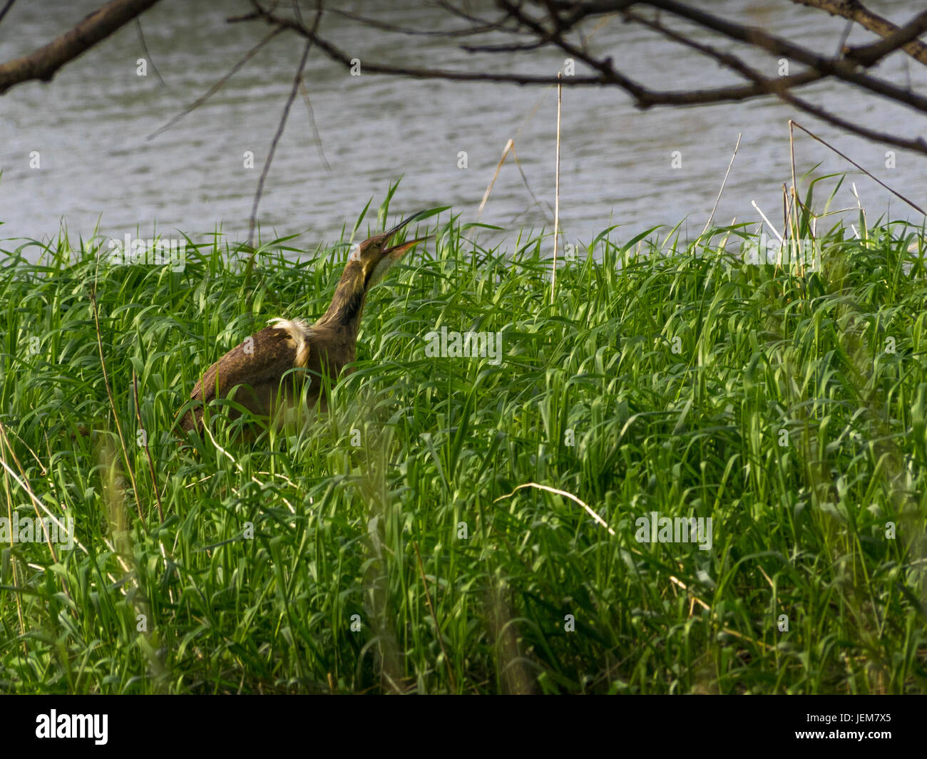 American bittern adult hi-res stock photography and images - Alamy