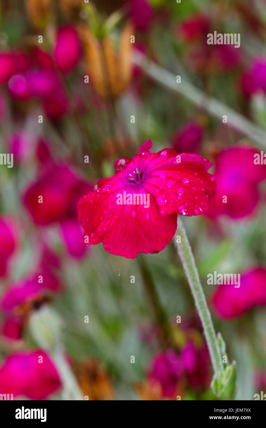 Rose campion pink flower hi-res stock photography and images - Alamy