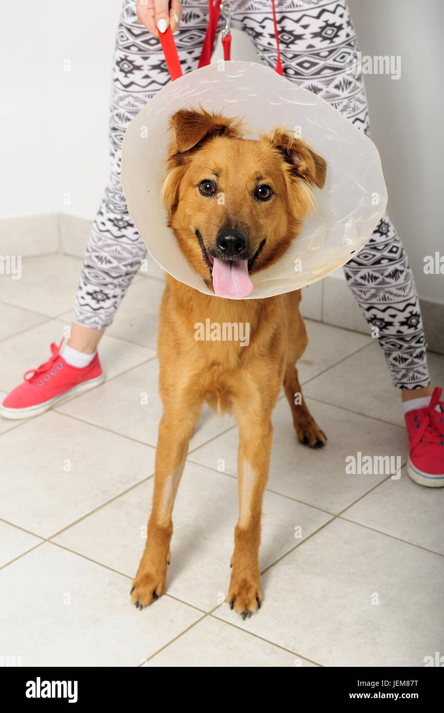 Love animal face hi-res stock photography and images - Alamy