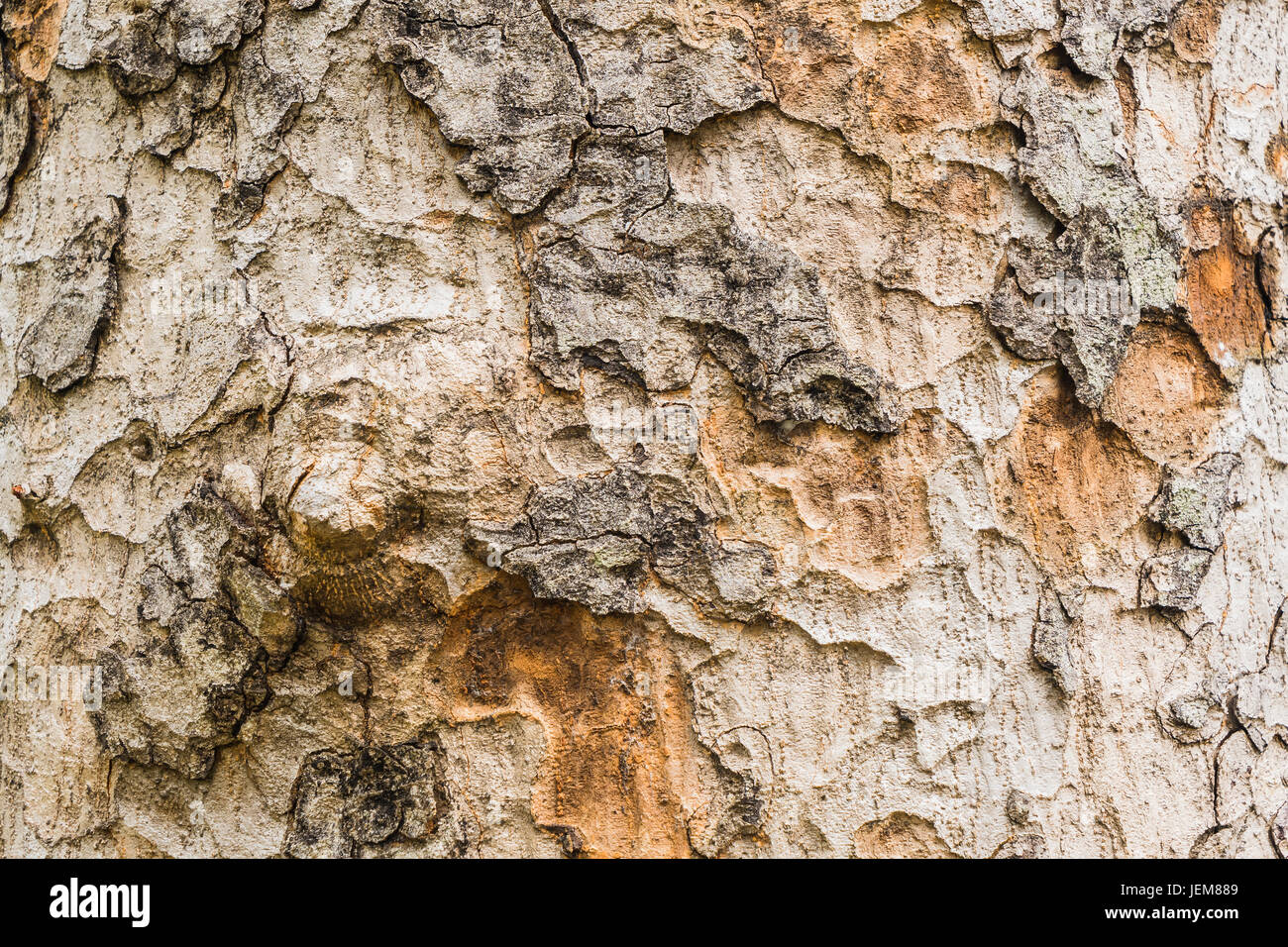 Old Bark Tree texture background, Brown Tree trunk close up Stock Photo ...
