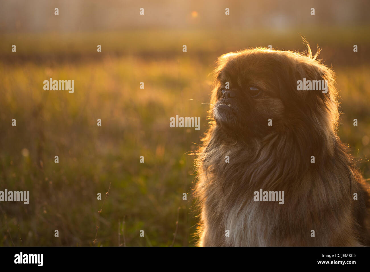Pekingese dog portrait in sunset Stock Photo - Alamy