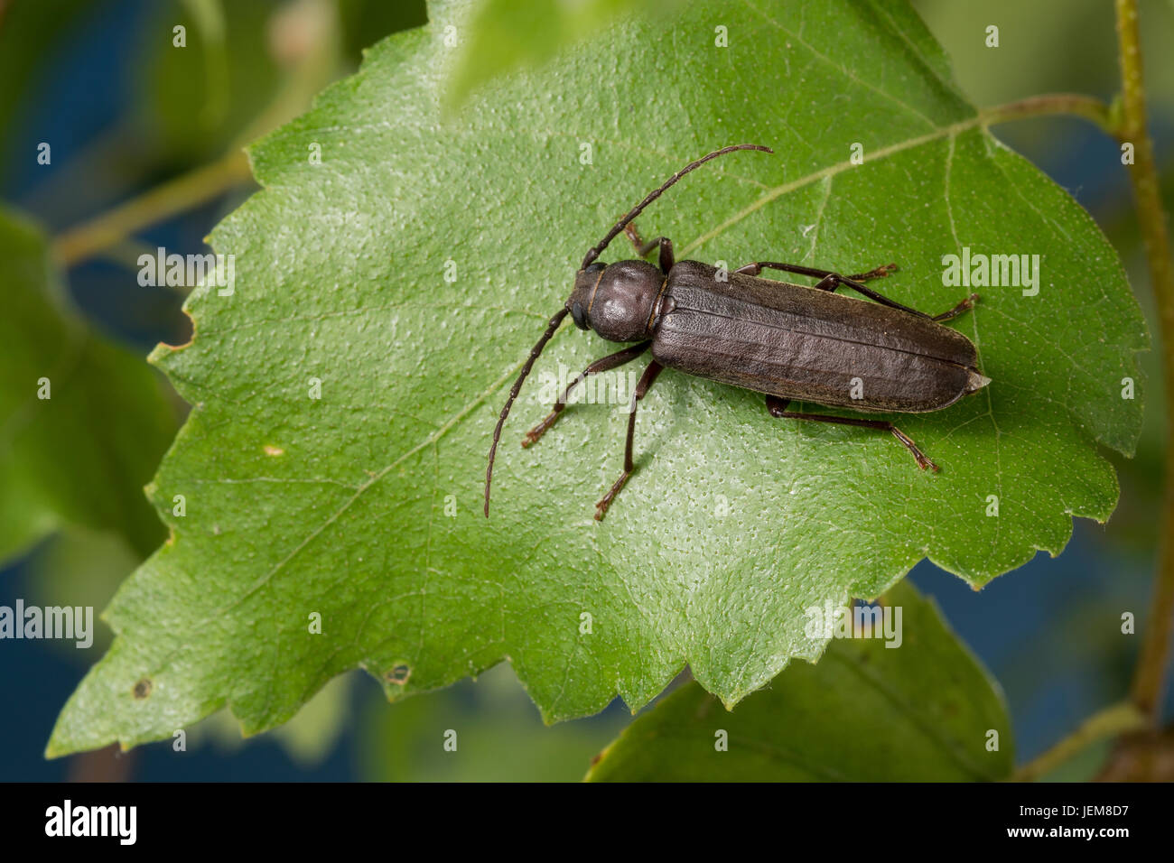 Dunkelbrauner Halsgrubenbock, Haaraugen-Halsgrubenbock, Grubenhalsbock ...