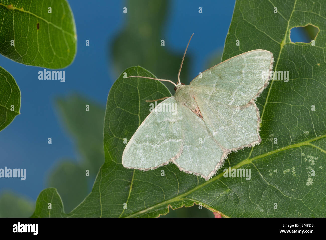 Hemithea aestivaria common emerald moth hi-res stock photography and ...