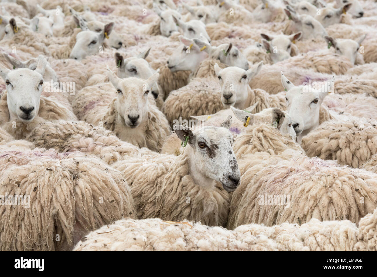 Woolly Sheep Face High Resolution Stock Photography and Images - Alamy