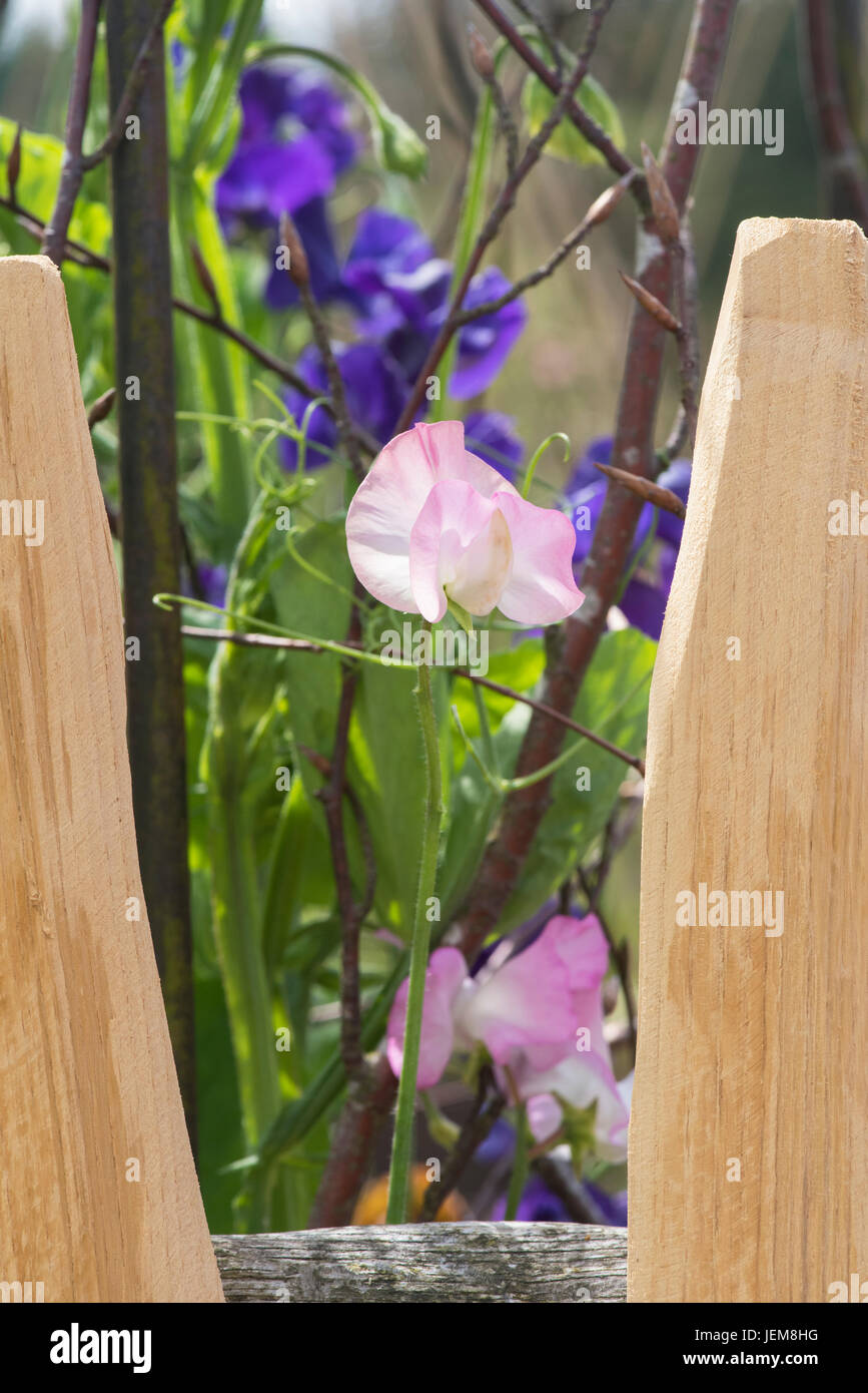 Hazel fence hi-res stock photography and images - Alamy