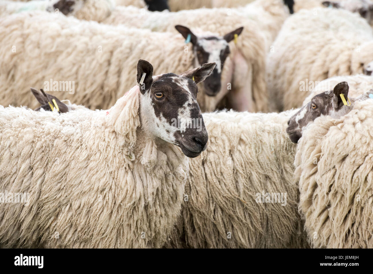 Welsh Breed Of Sheep High Resolution Stock Photography and Images - Alamy
