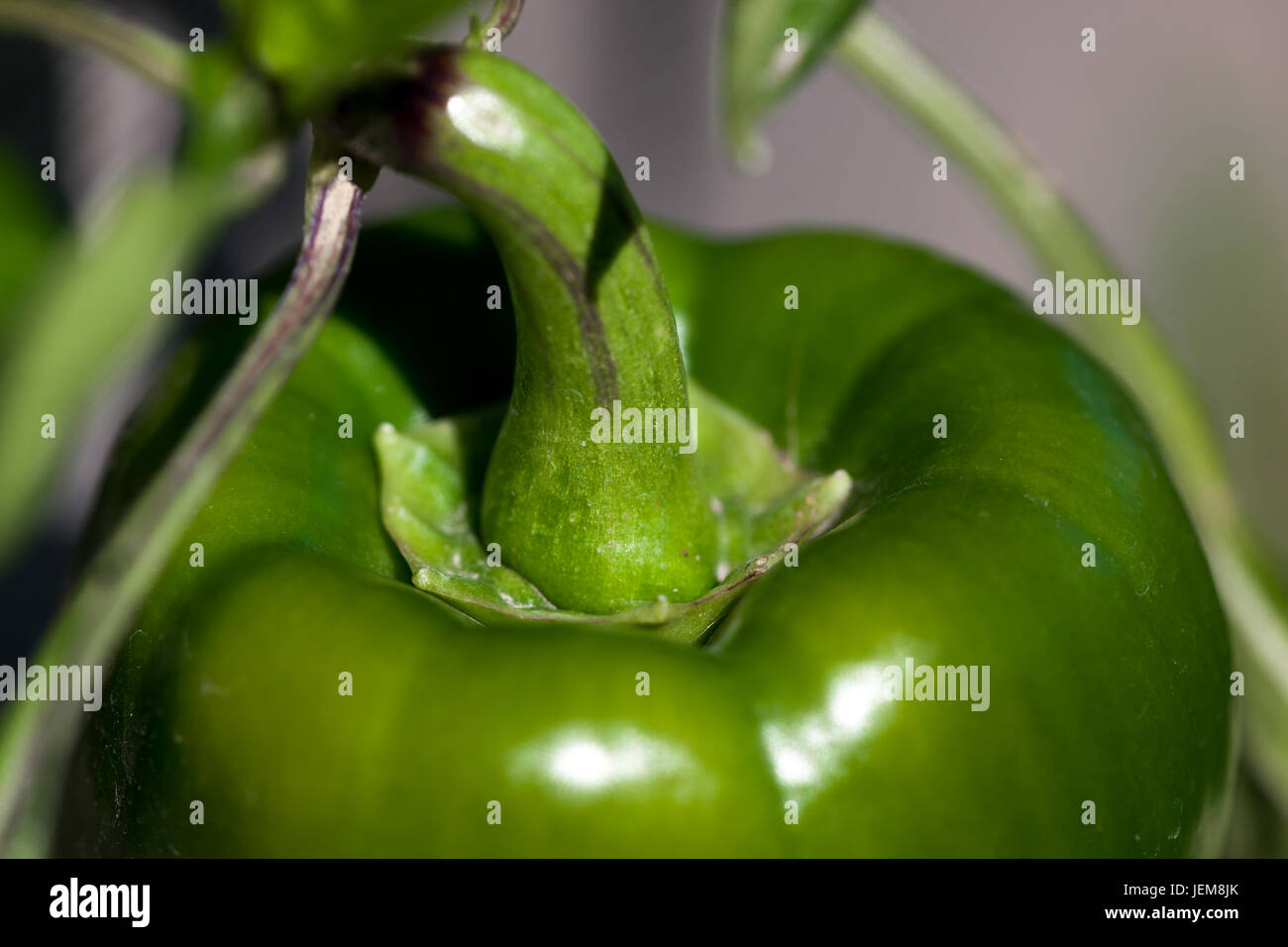 Close-up of a sweet green bell pepper stem conected to the pepper bulb ...