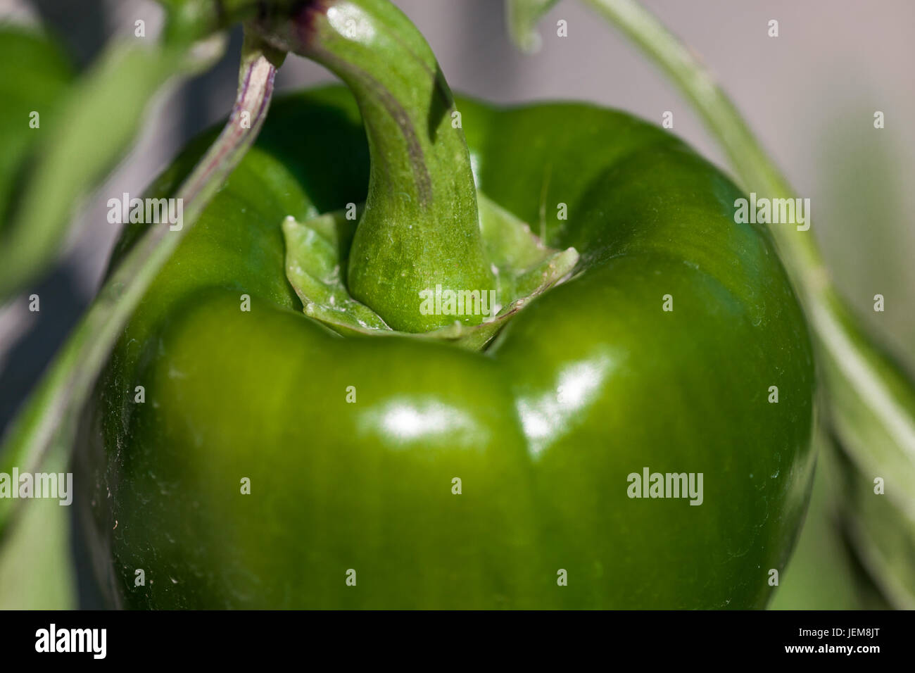 A sweet green bell pepper hanging from a sturdy stem in a home garden ...