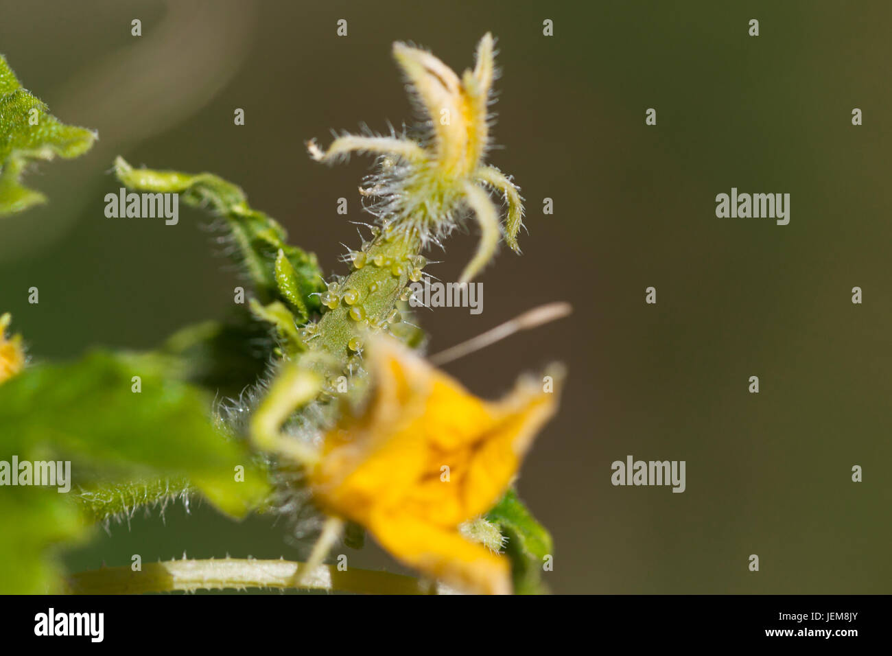 A baby cucumber with its bloom still attached and a fuzzy surface Stock ...