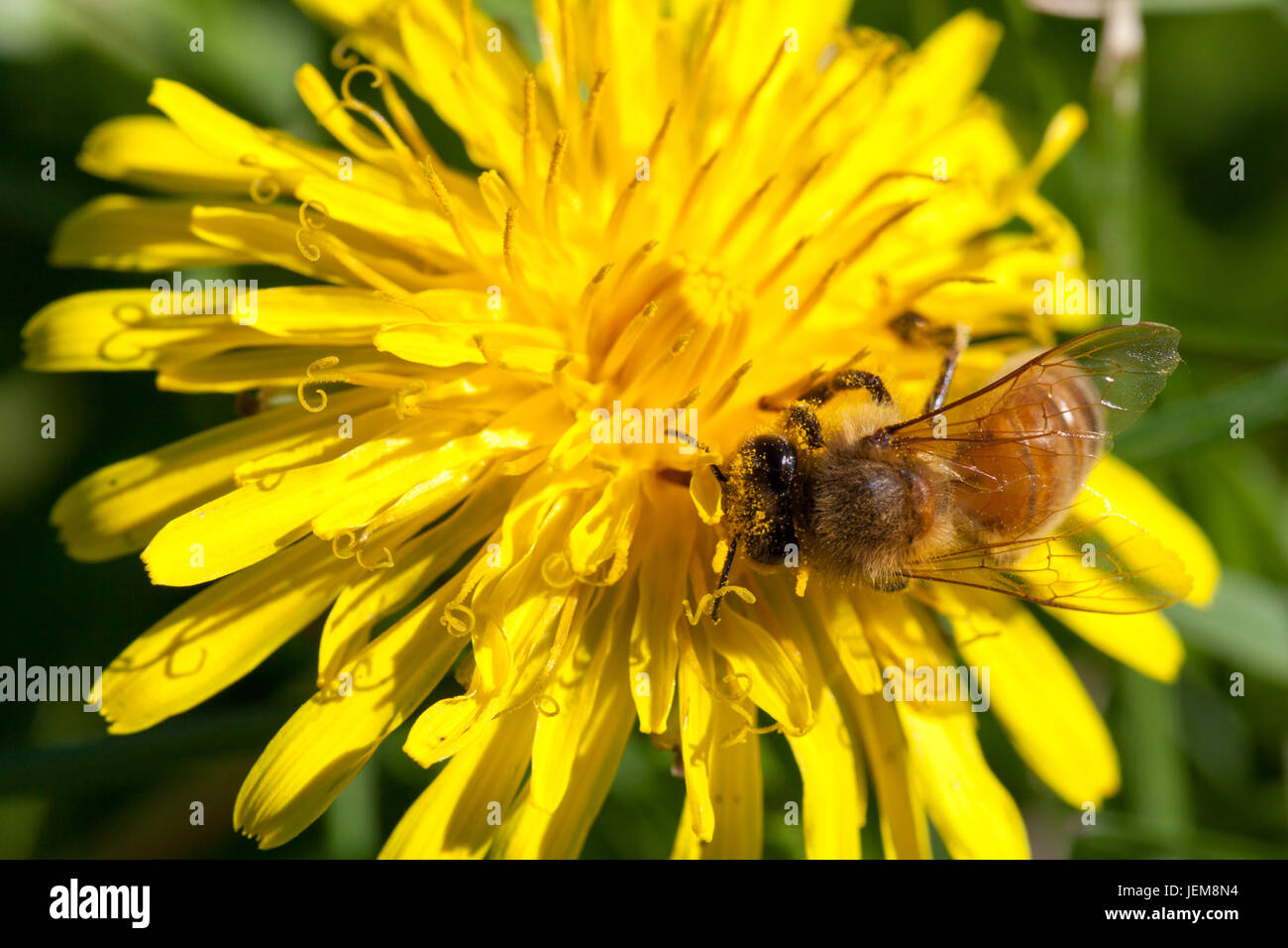A worker honey bee is collecting pollen on a dandelion bloom in the ...