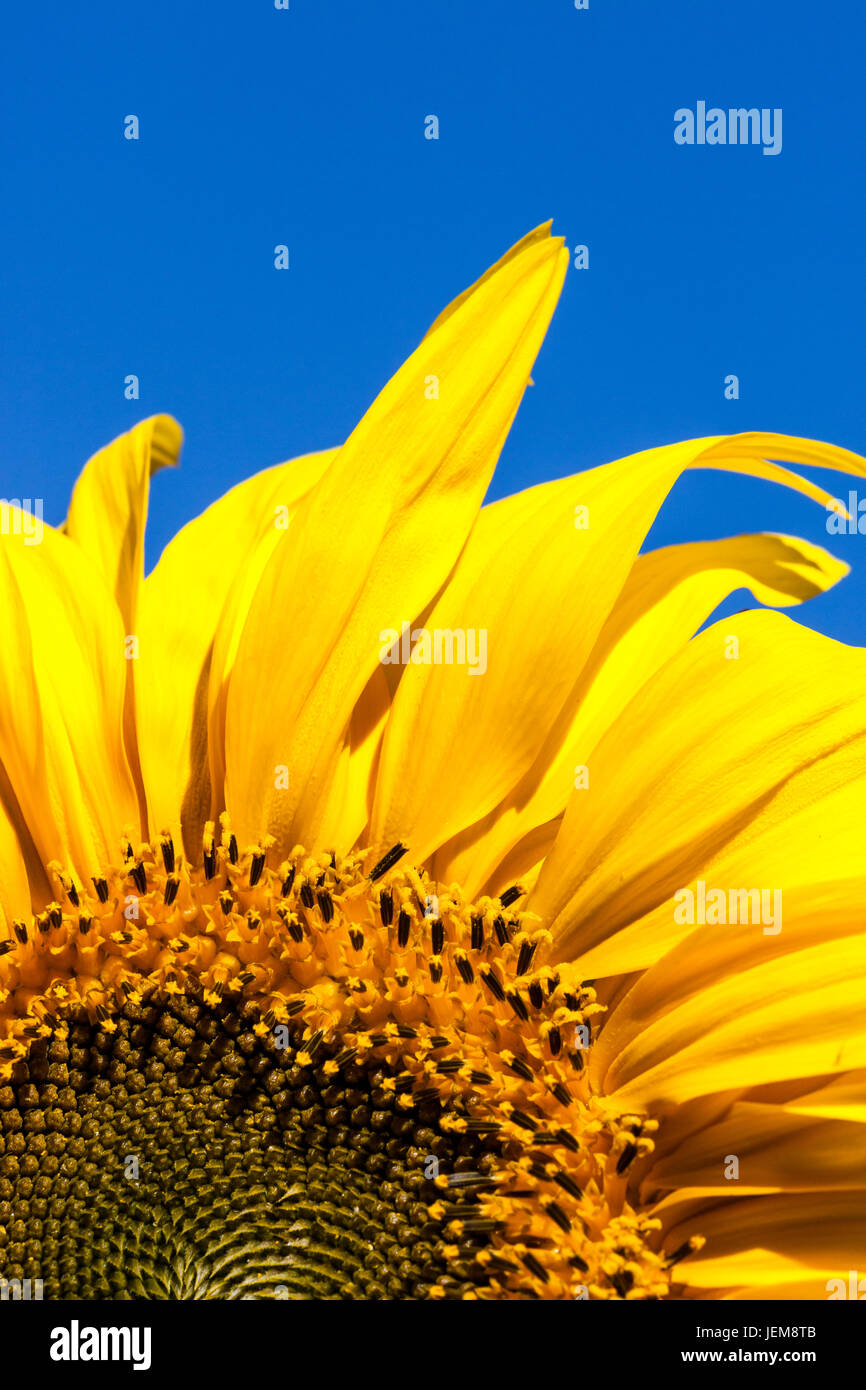 The top half of a bright yellow sunflower bloom against a clear blue ...