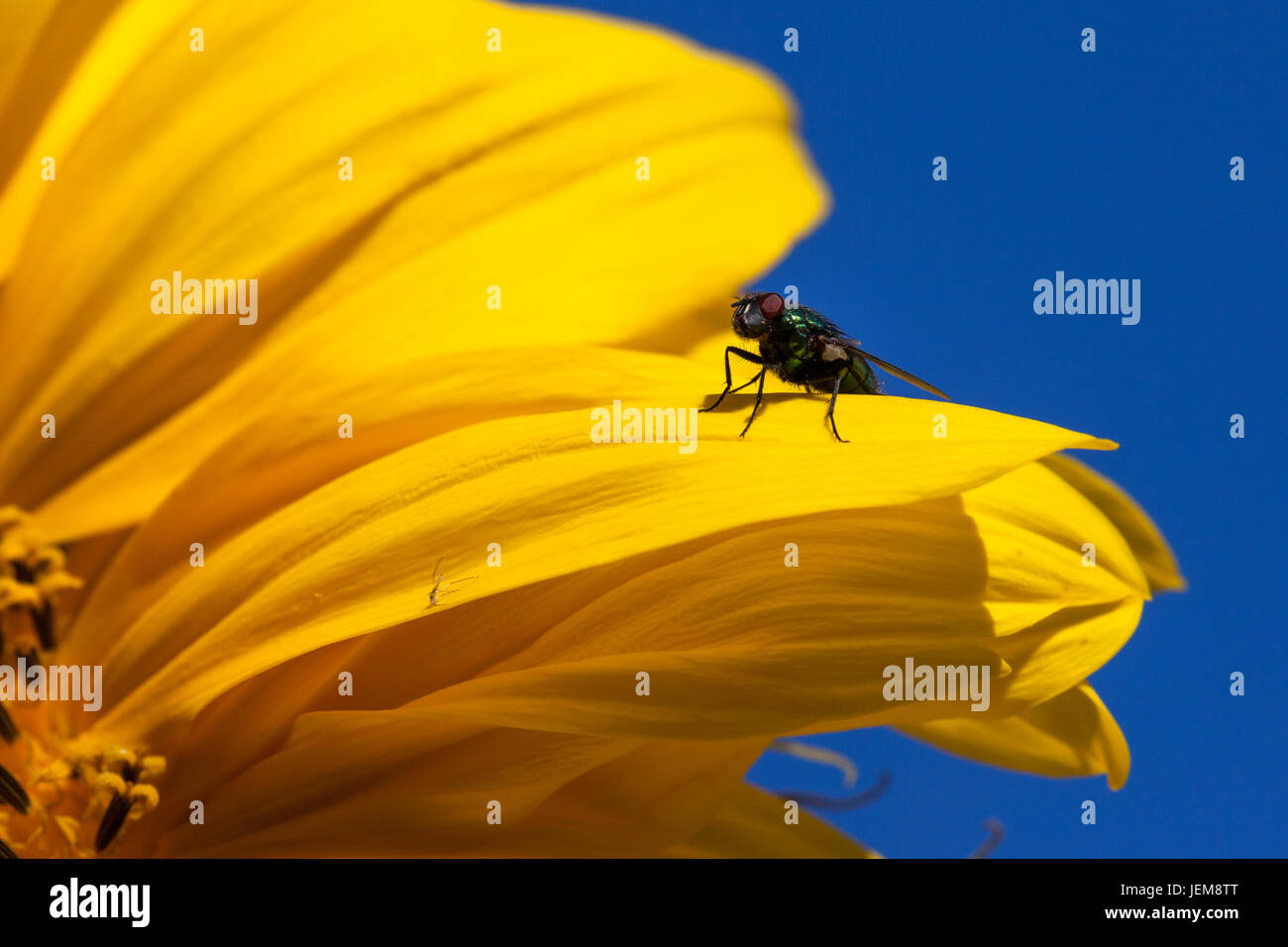 A house fly sitting on a bright yellow petal of a sunflower bloom with ...