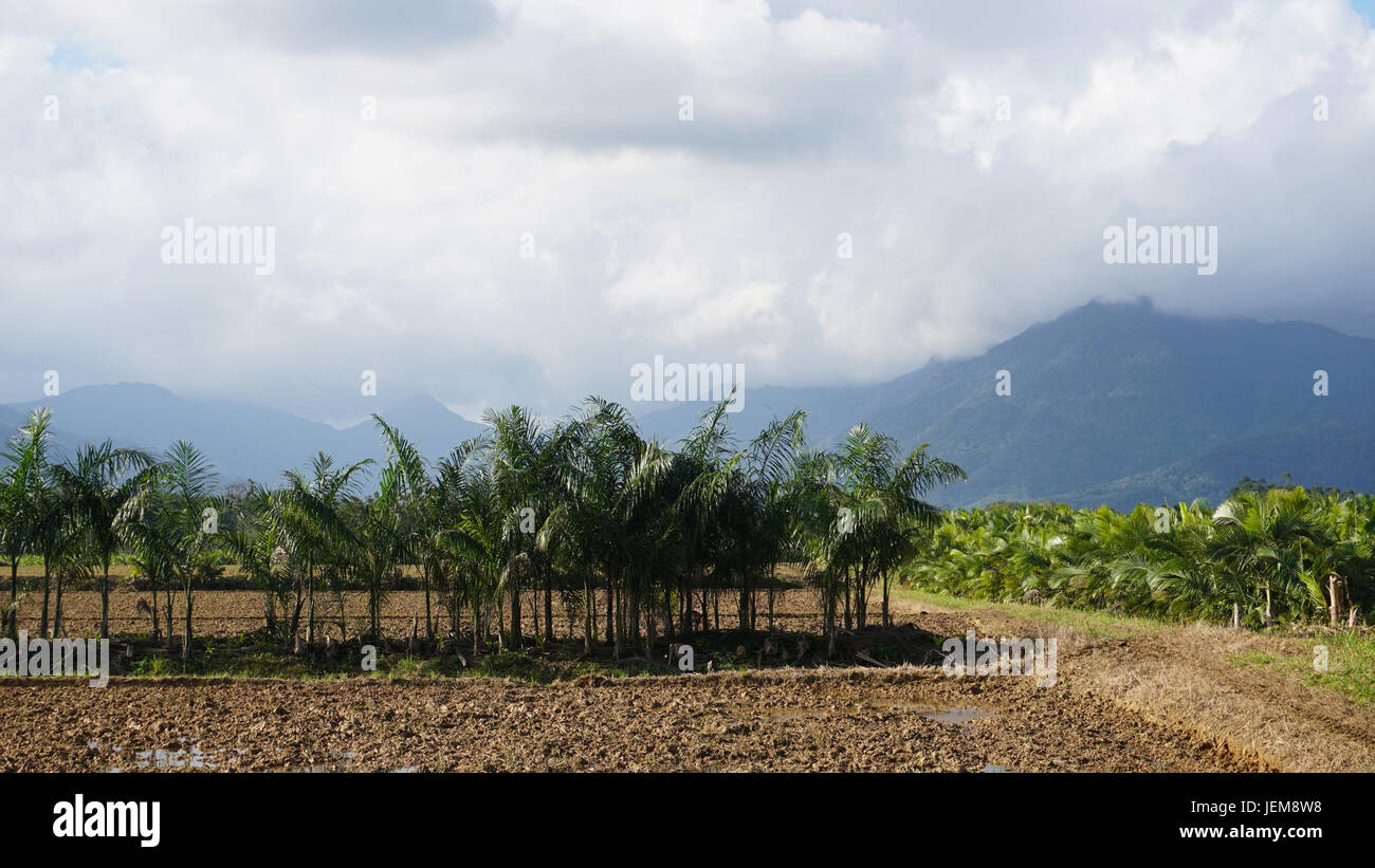 Field full of mud hi-res stock photography and images - Alamy