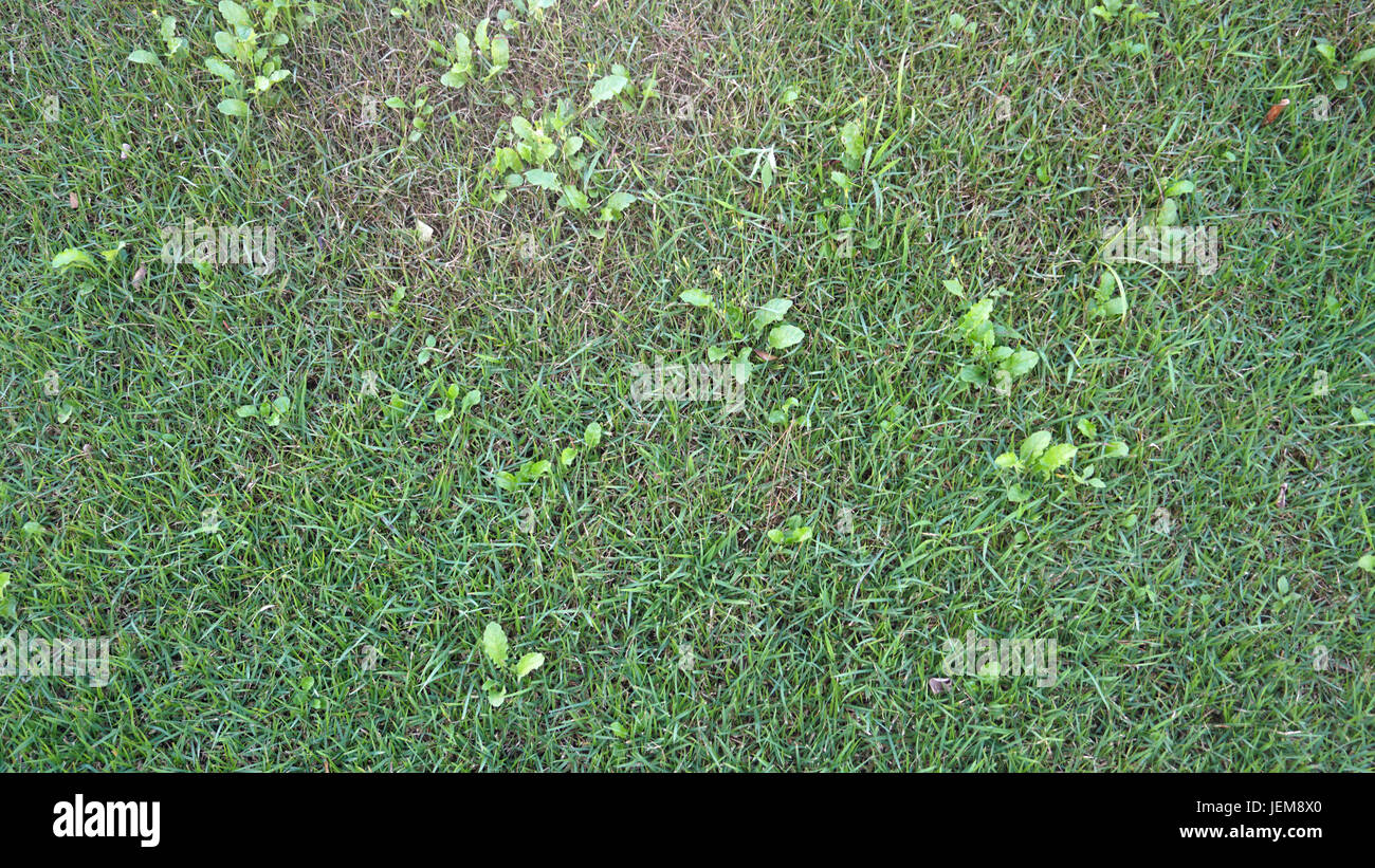 Synthetic grass texture Stock Photo - Alamy