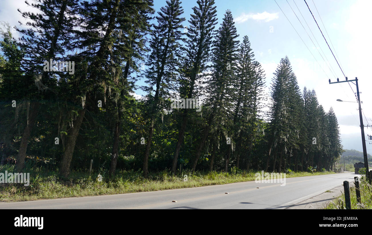 Wall of trees on the highway Stock Photo - Alamy