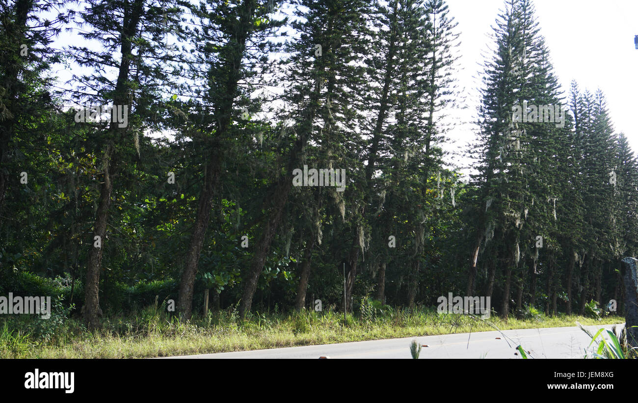 Wall of trees on the highway Stock Photo - Alamy