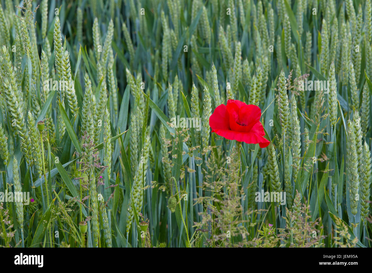 Lone poppy growing in wheat field in East Sussex, England. Shown on ...