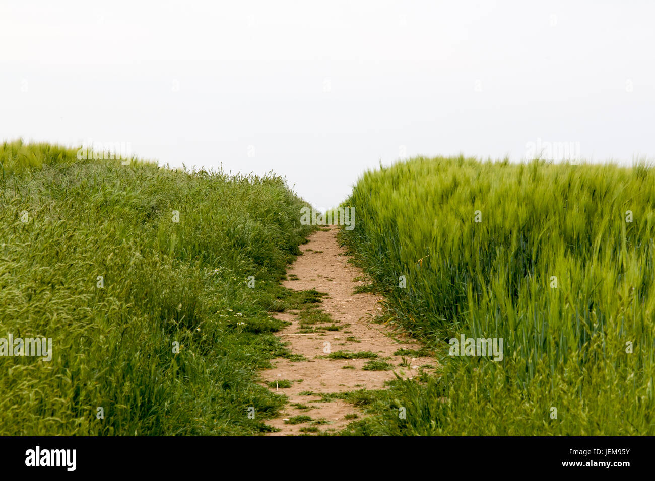 Footpath worn across crop field in southern England Stock Photo - Alamy