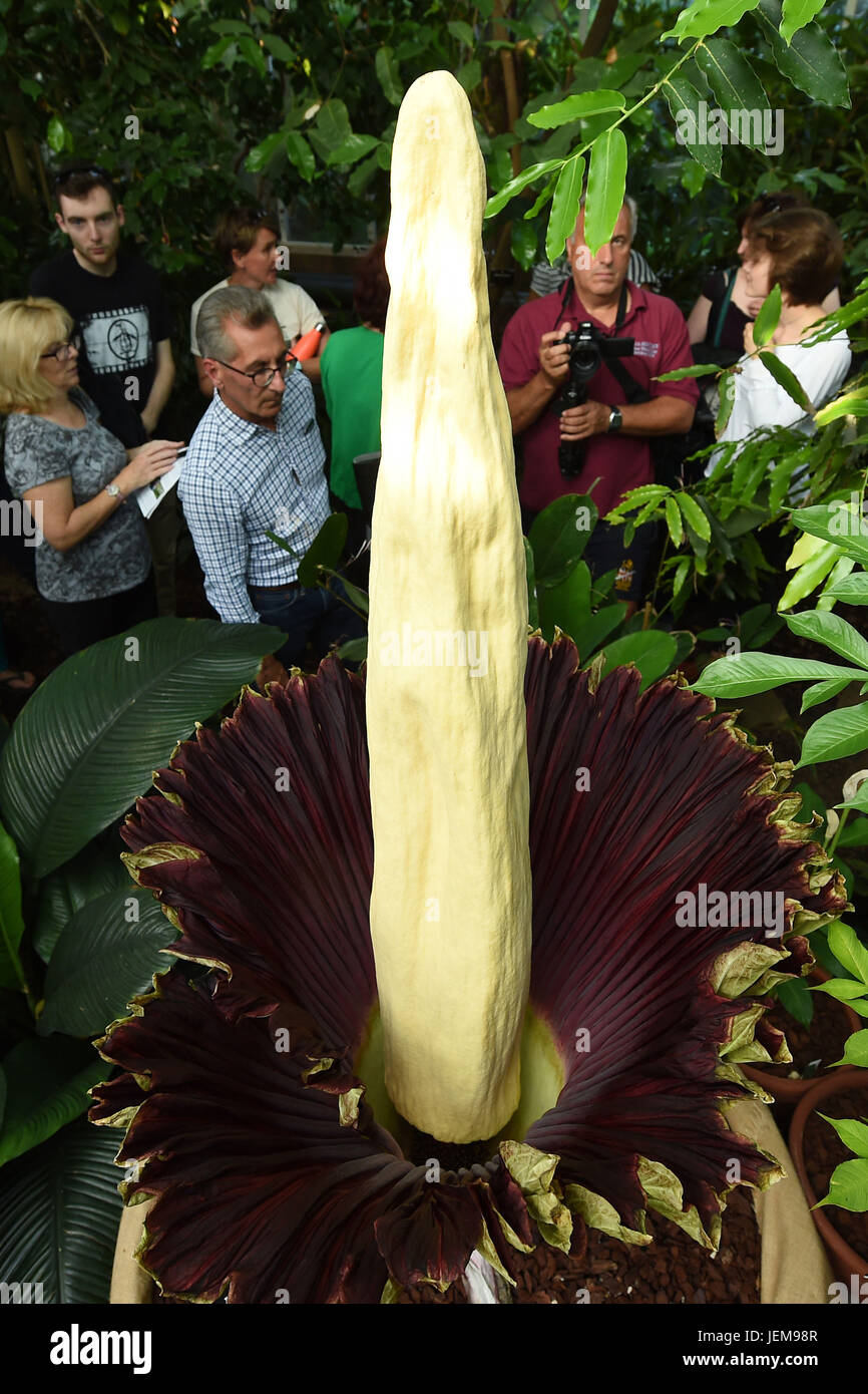 Titan arum plant cambridge university botanic garden hi-res stock ...