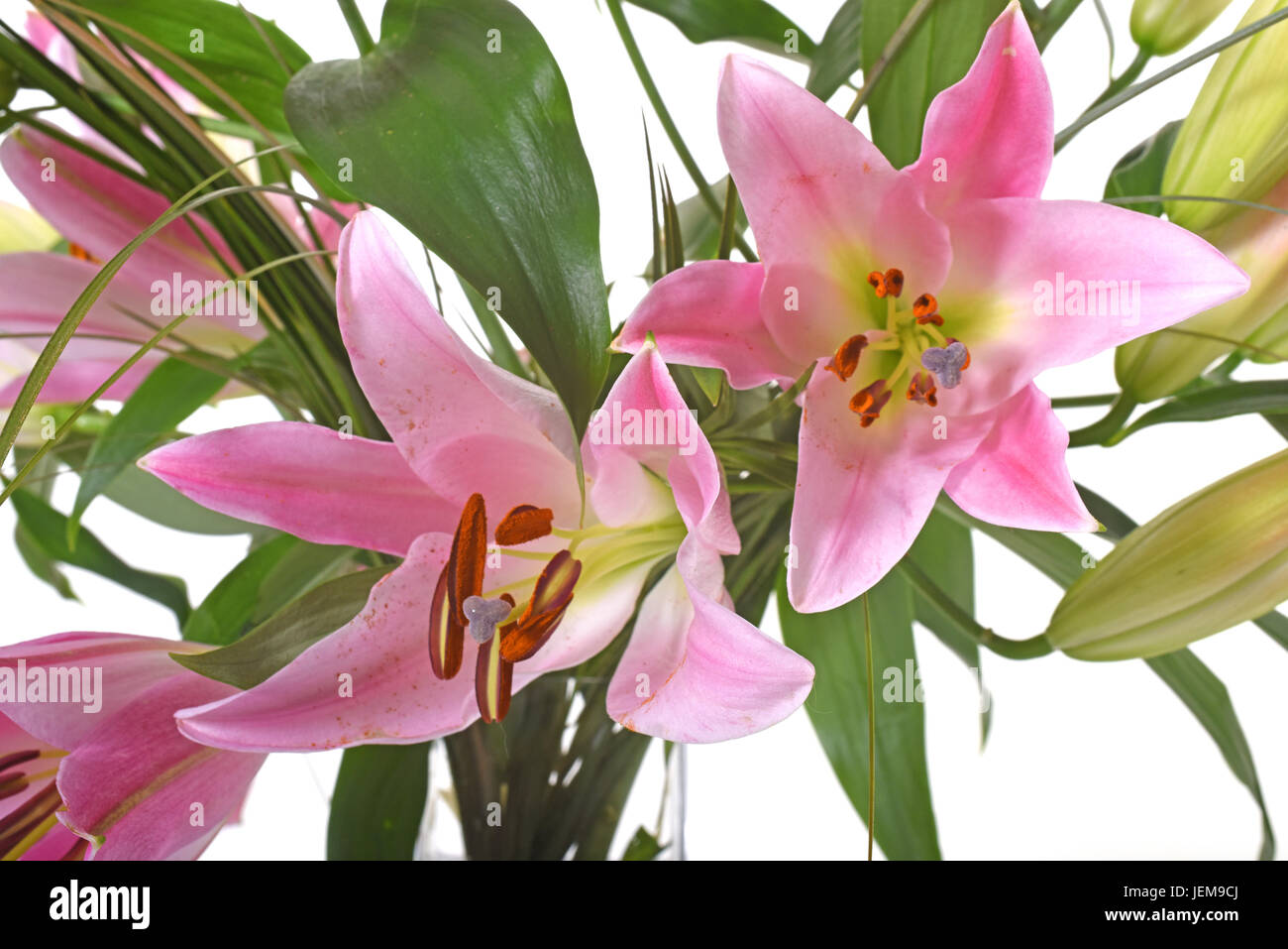 pink Lilium in front of white background Stock Photo - Alamy