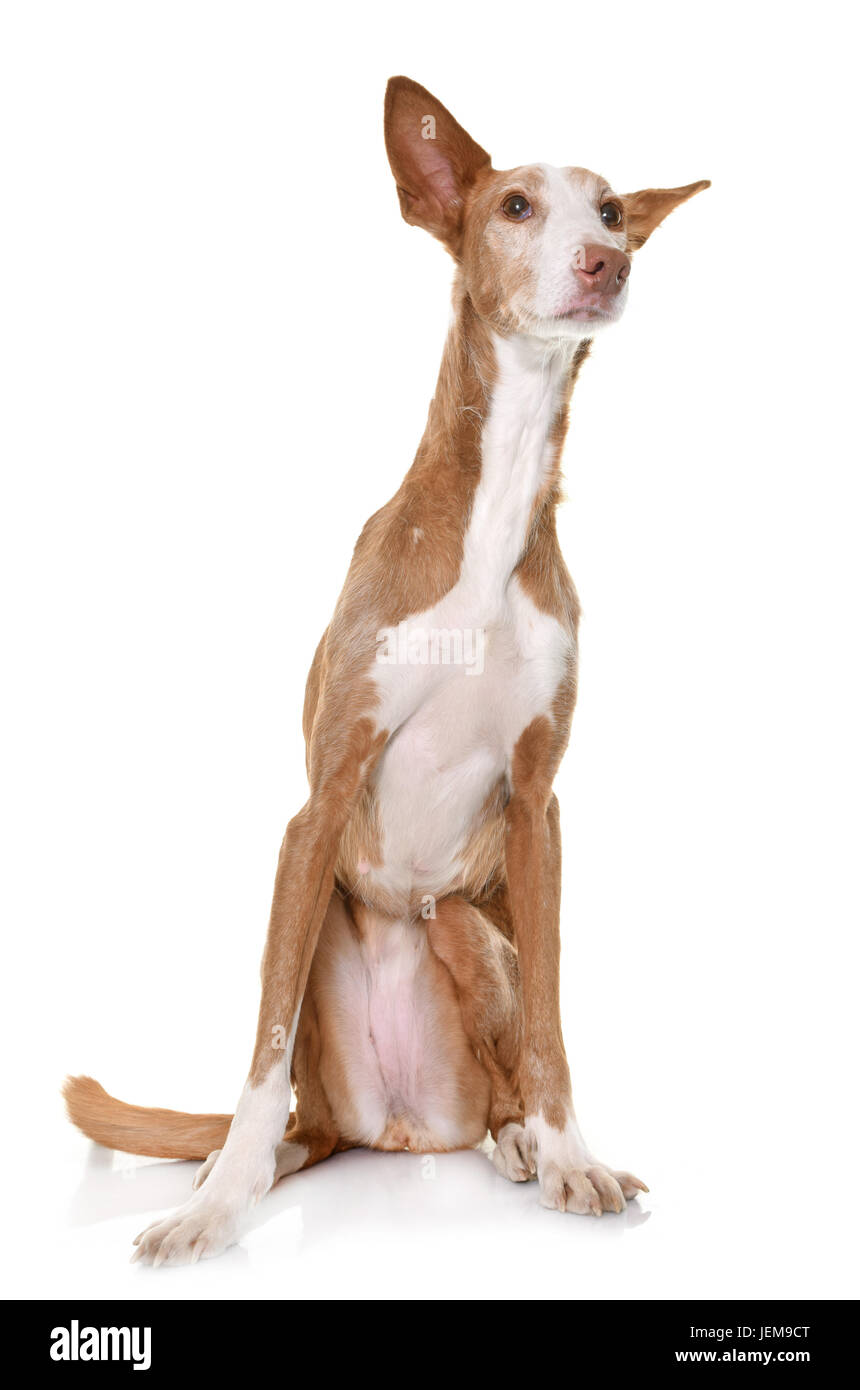 podenco ibicenco in front of white background Stock Photo - Alamy