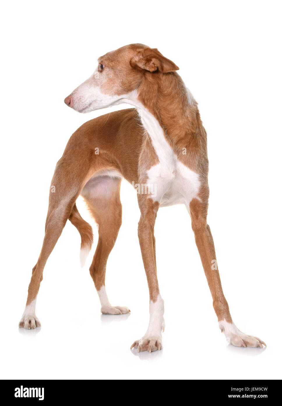 podenco ibicenco in front of white background Stock Photo - Alamy
