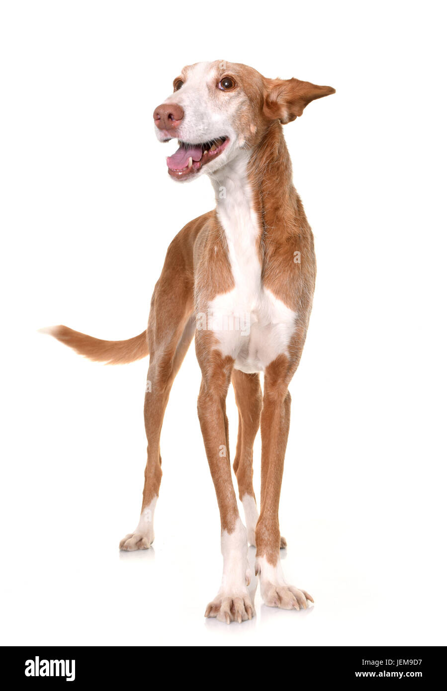 podenco ibicenco in front of white background Stock Photo - Alamy