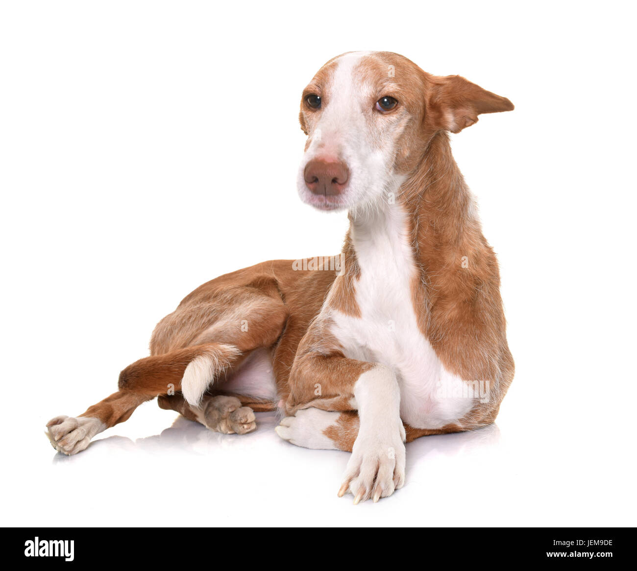 podenco ibicenco in front of white background Stock Photo - Alamy