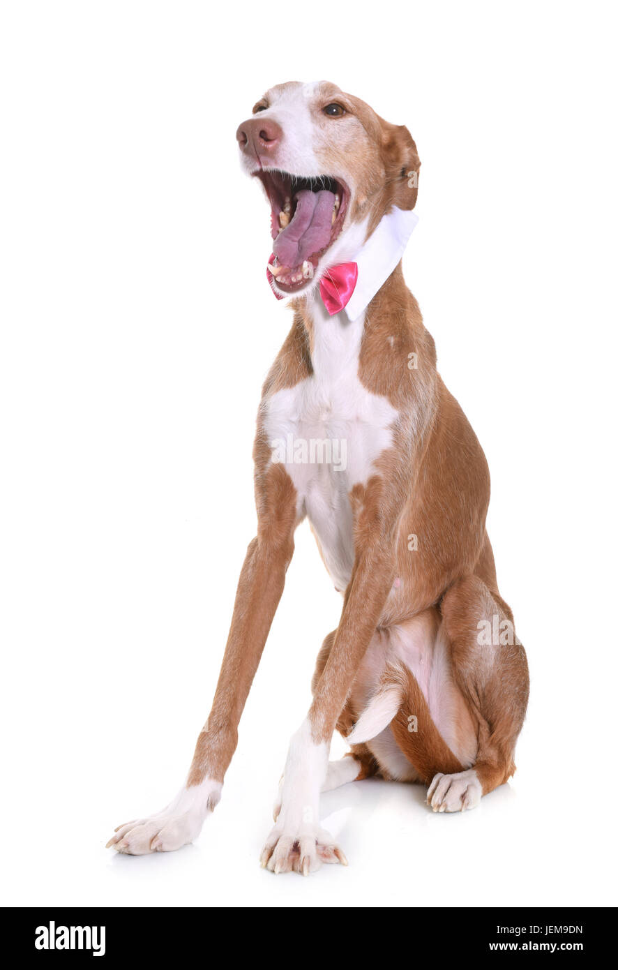 podenco ibicenco in front of white background Stock Photo - Alamy
