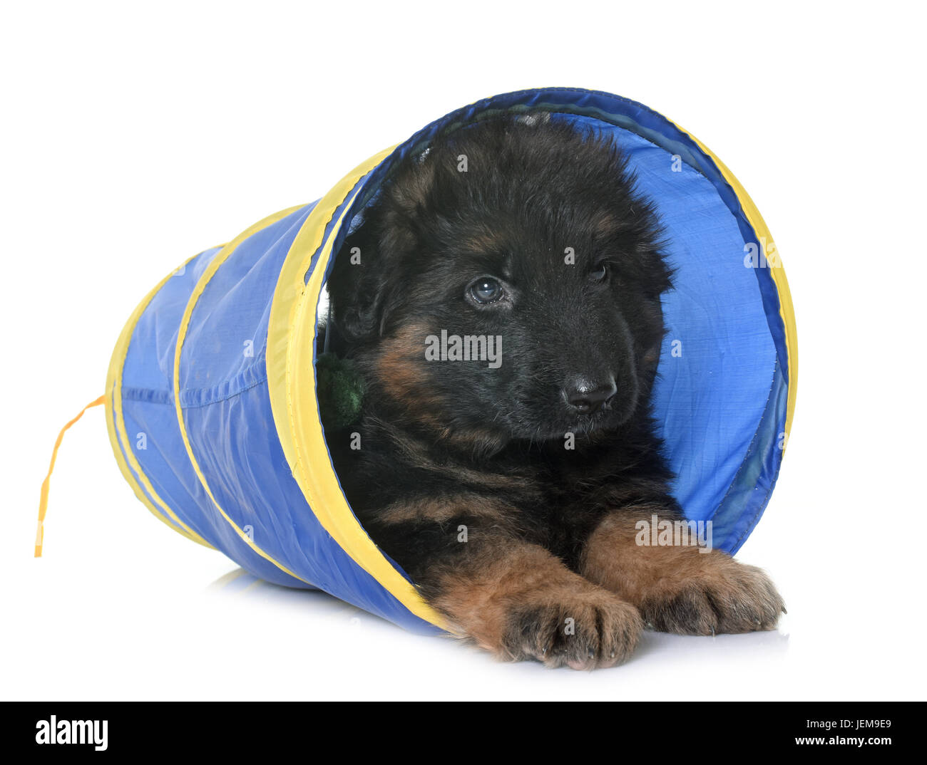 puppy german shepherd in tunnel in front of white background Stock ...