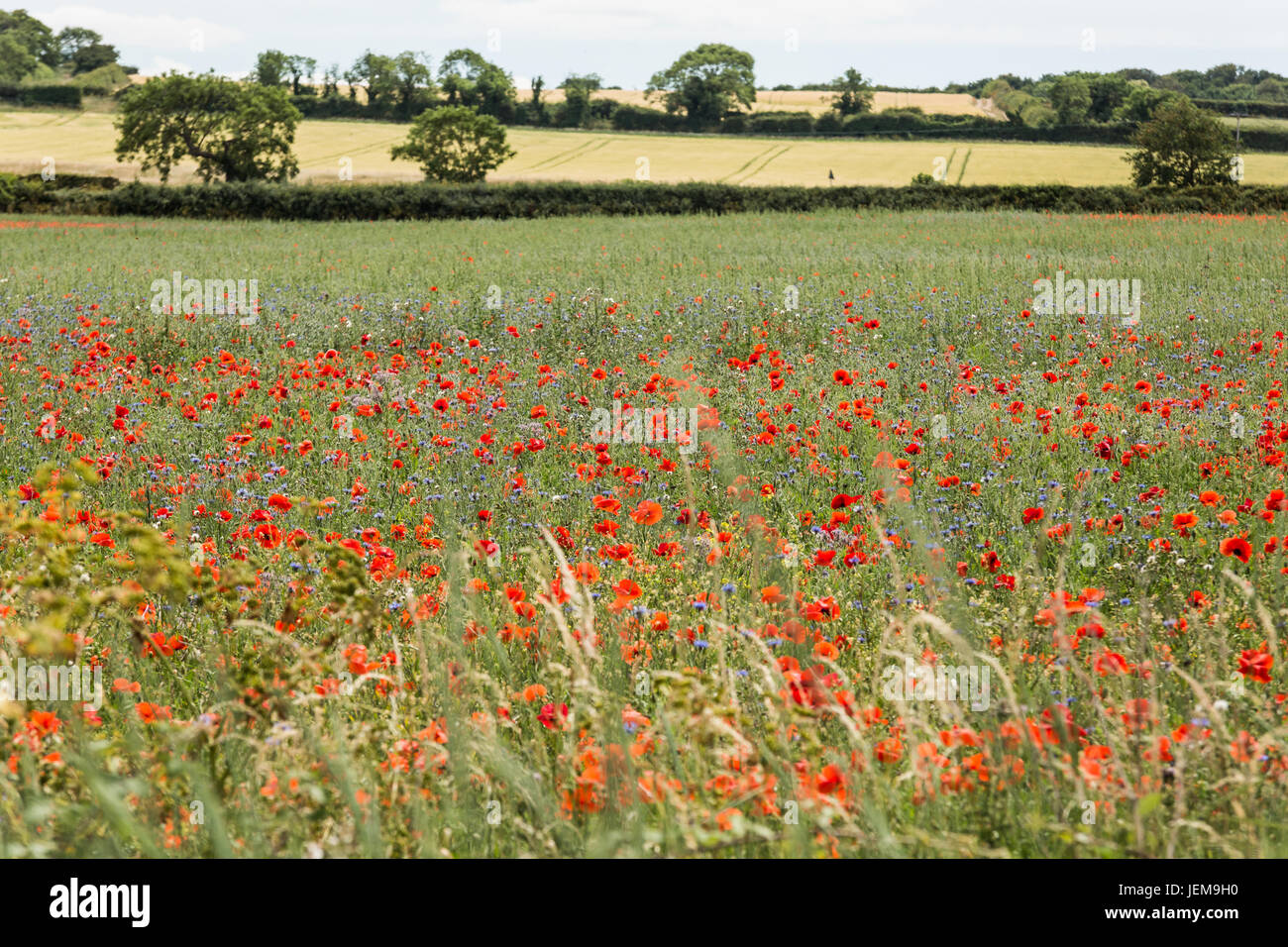 A summer Norfolk landscape featuring a field of wild flowers, poppies ...