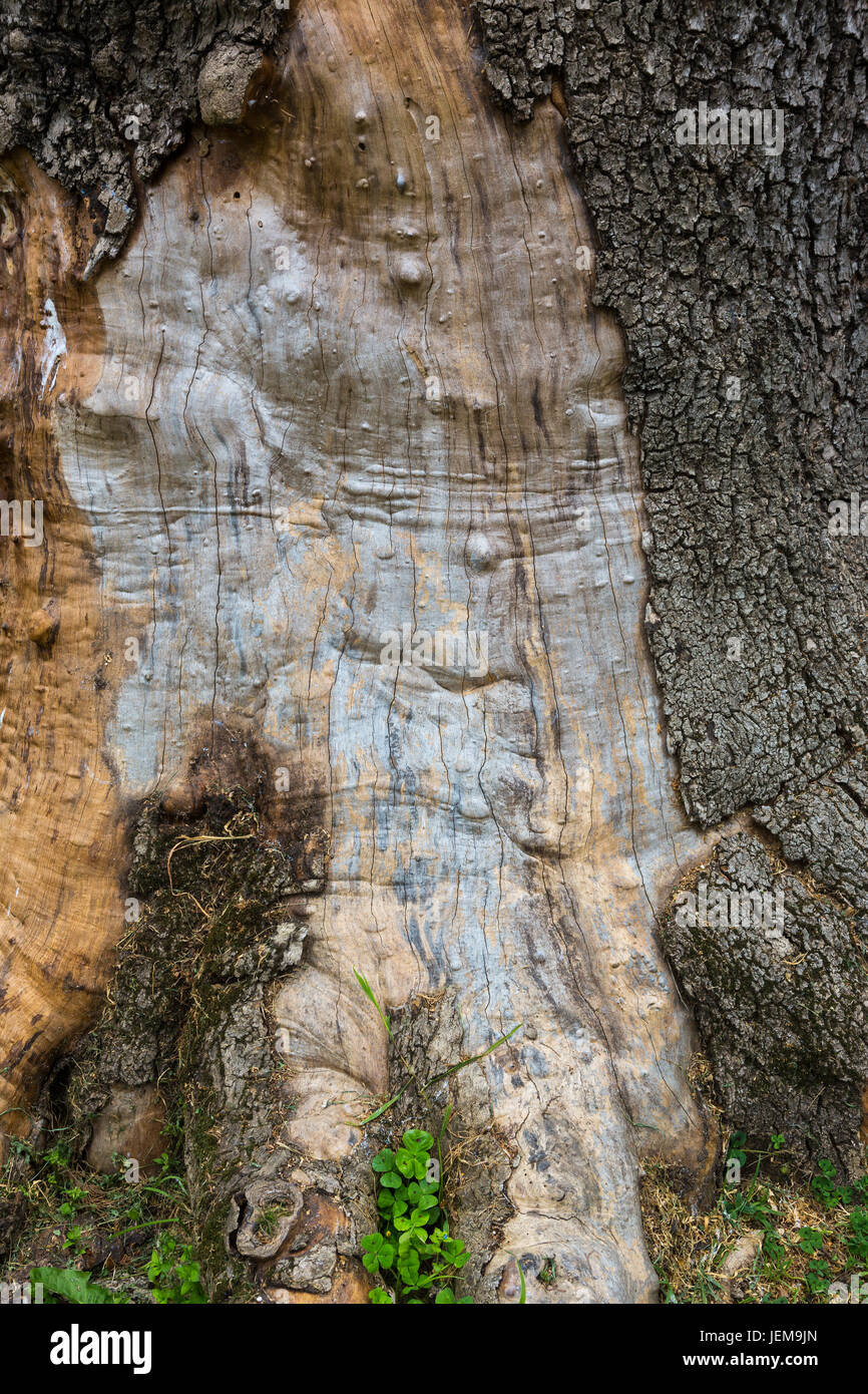 Body of tree hi-res stock photography and images - Alamy