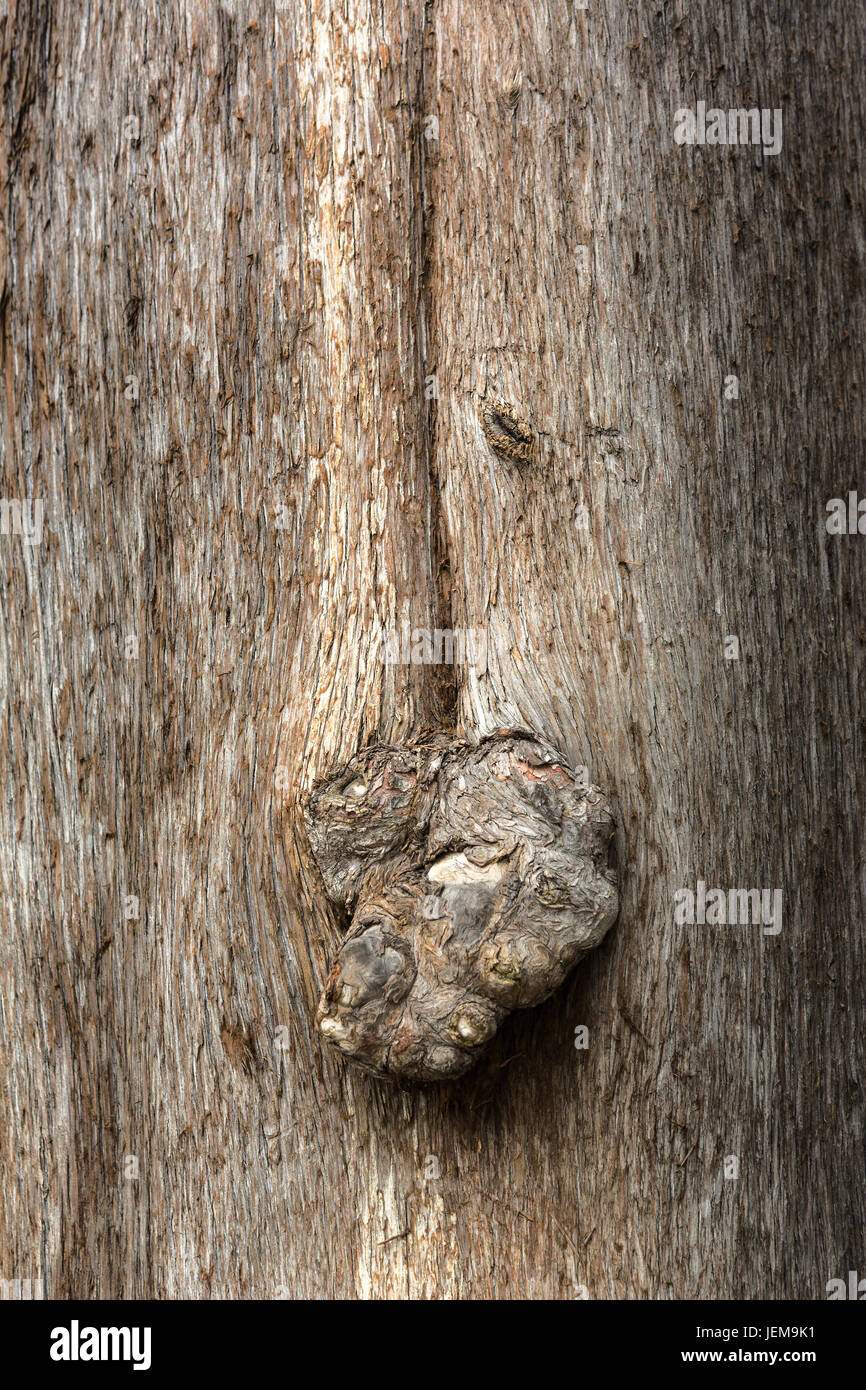 Body of tree hi-res stock photography and images - Alamy