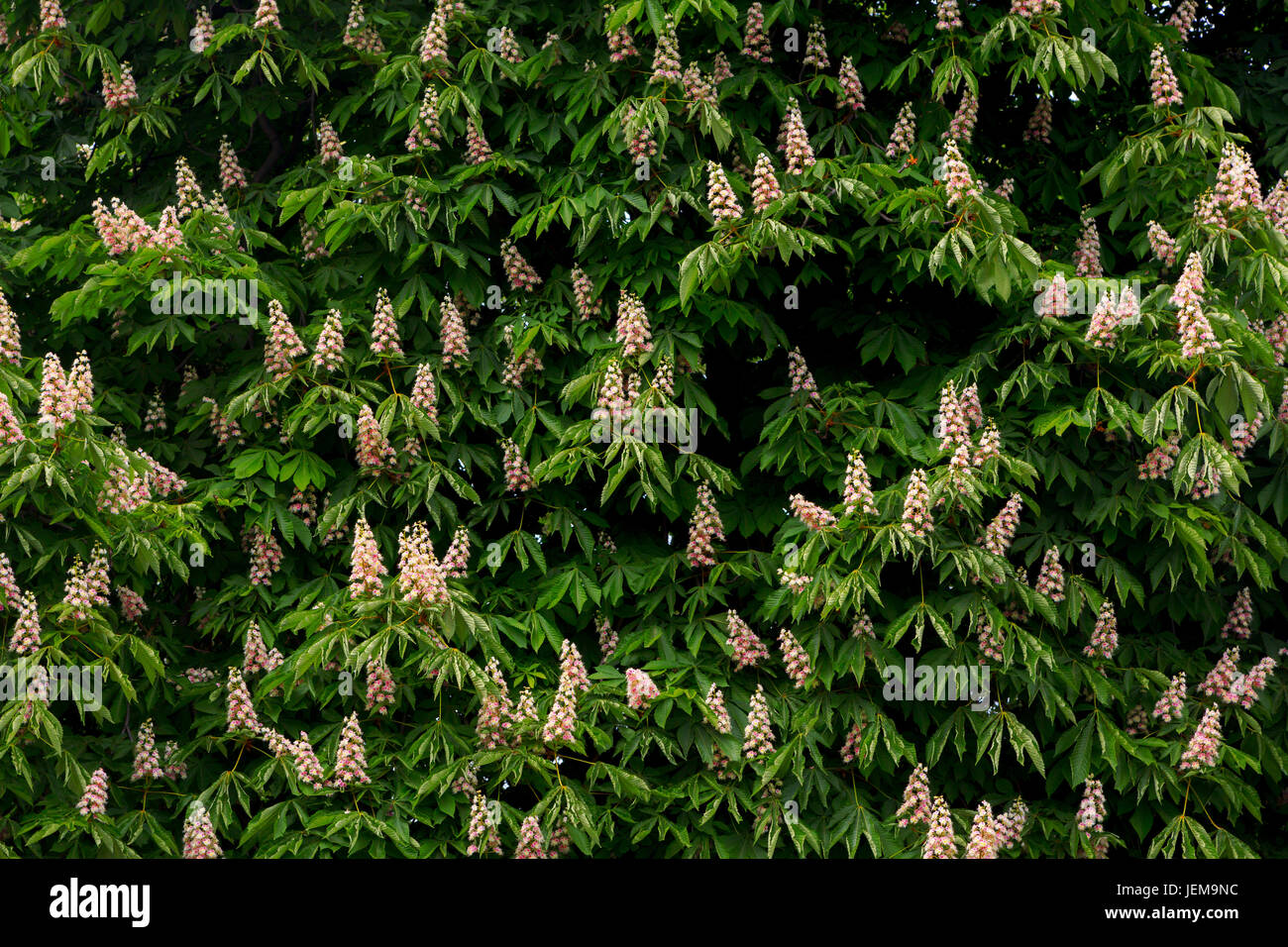 Spring chestnut chestnut blossom hi-res stock photography and images ...