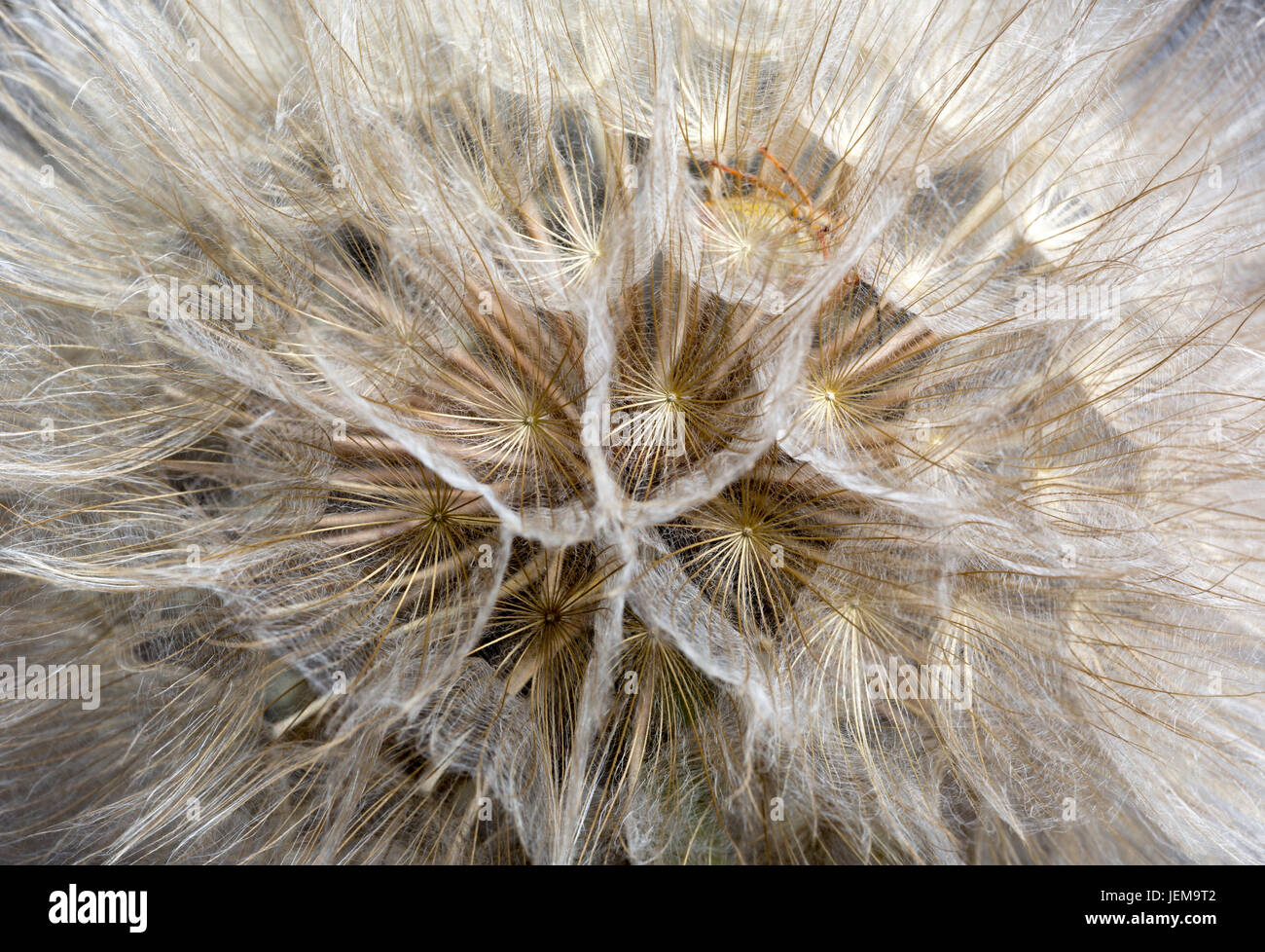Seed of life pattern hi-res stock photography and images - Alamy
