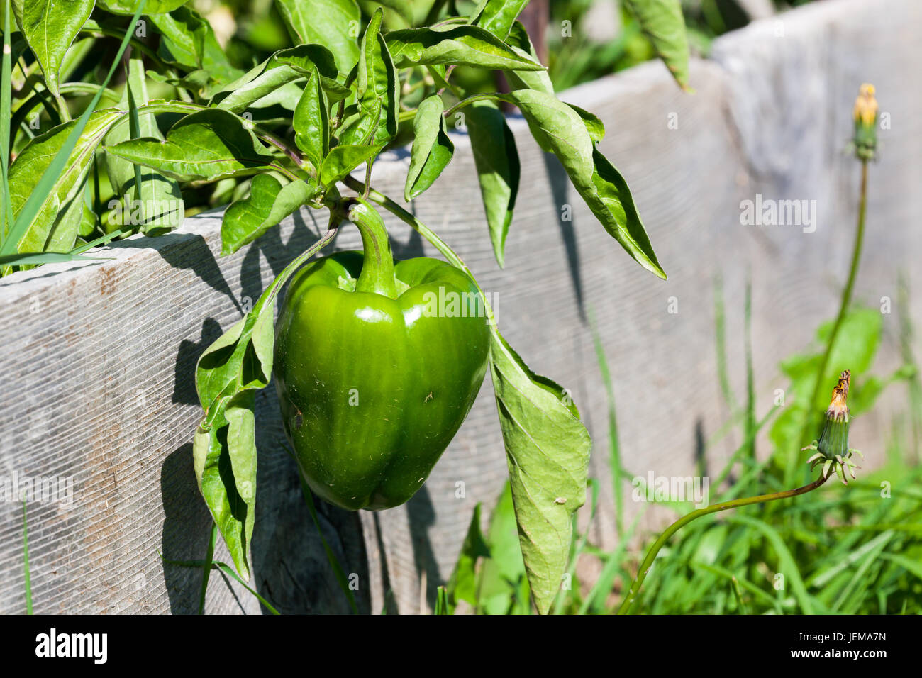 A hanging sweet green bell pepper in a raised garden bed Stock Photo ...