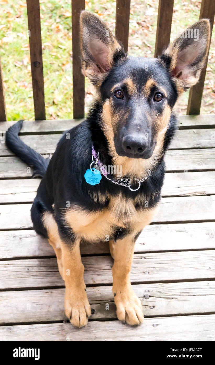 Border collie german shepherd hi-res stock photography and images - Alamy