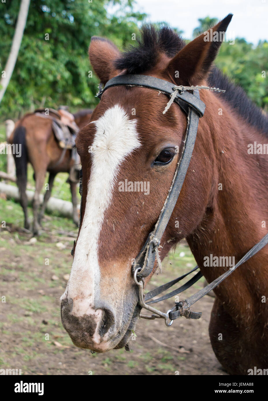 A brown Horse Face with bridle looking into the camera Stock Photo - Alamy